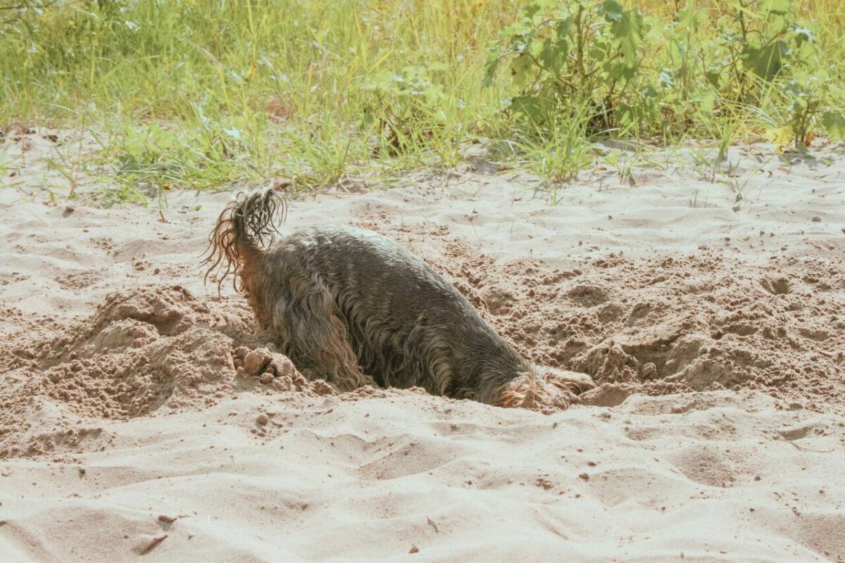 Are You Digging Deep in Your Conversations? ⋆ Great Scott